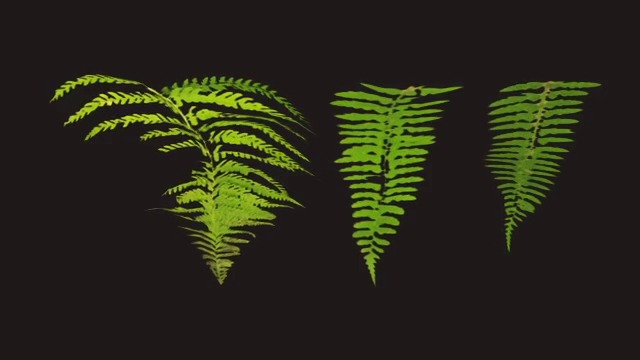 Basic Ferns 3D Model (Free) // RenderCrate - HD 3D Objects